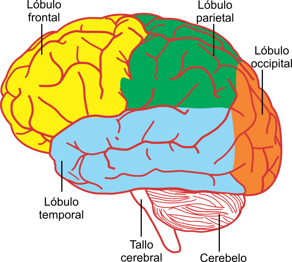 Lección 4B – El cerebro y la mente – Maletín Médico: Intermediate Spanish for Healthcare