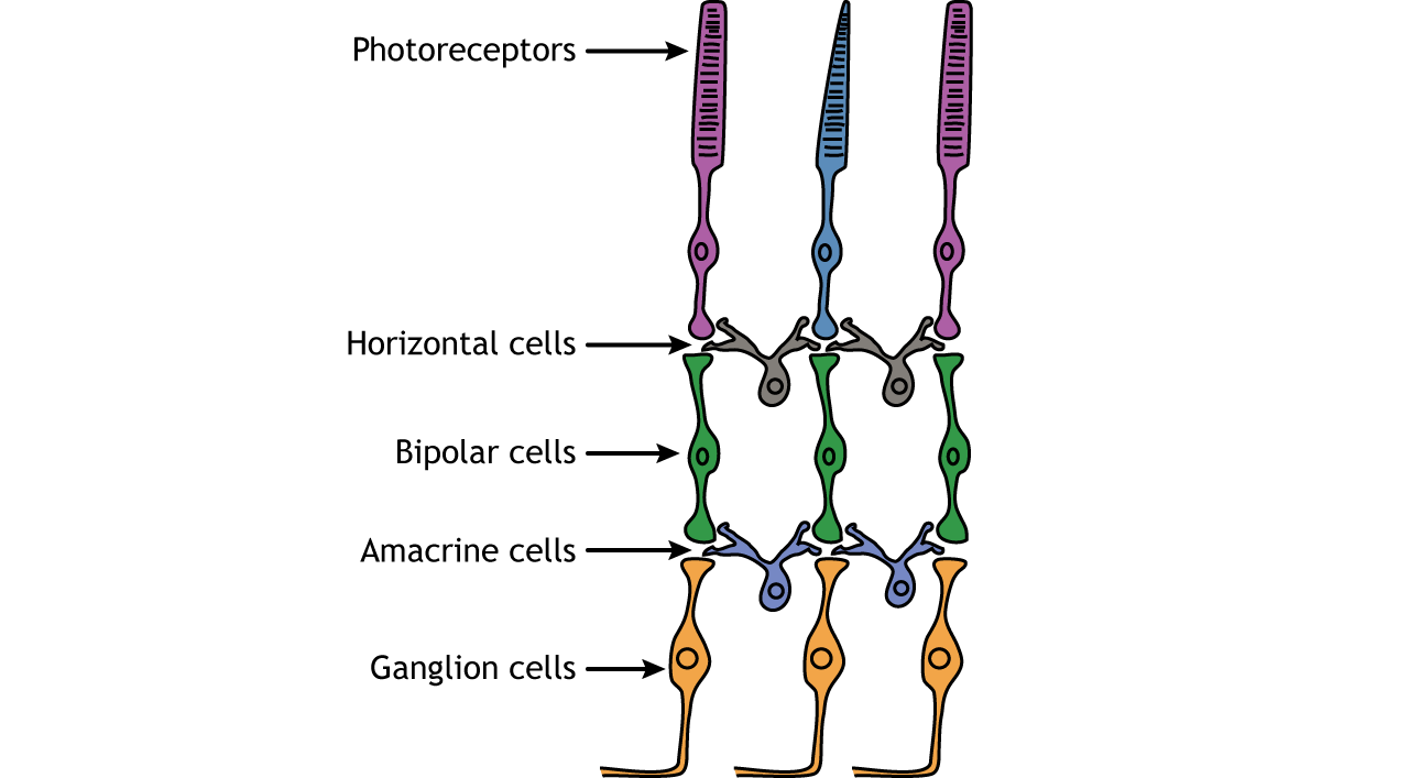 Vision: The Retina – Introduction to Neurobiology